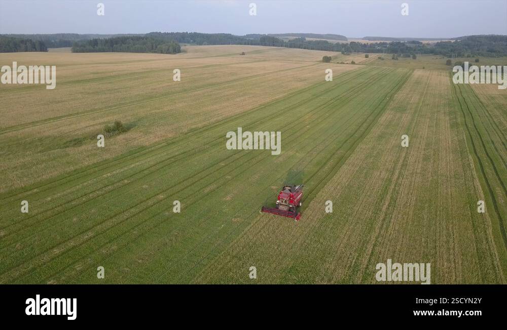 Aerial harvester machine cuts wheat crop in field. Agriculture food ...