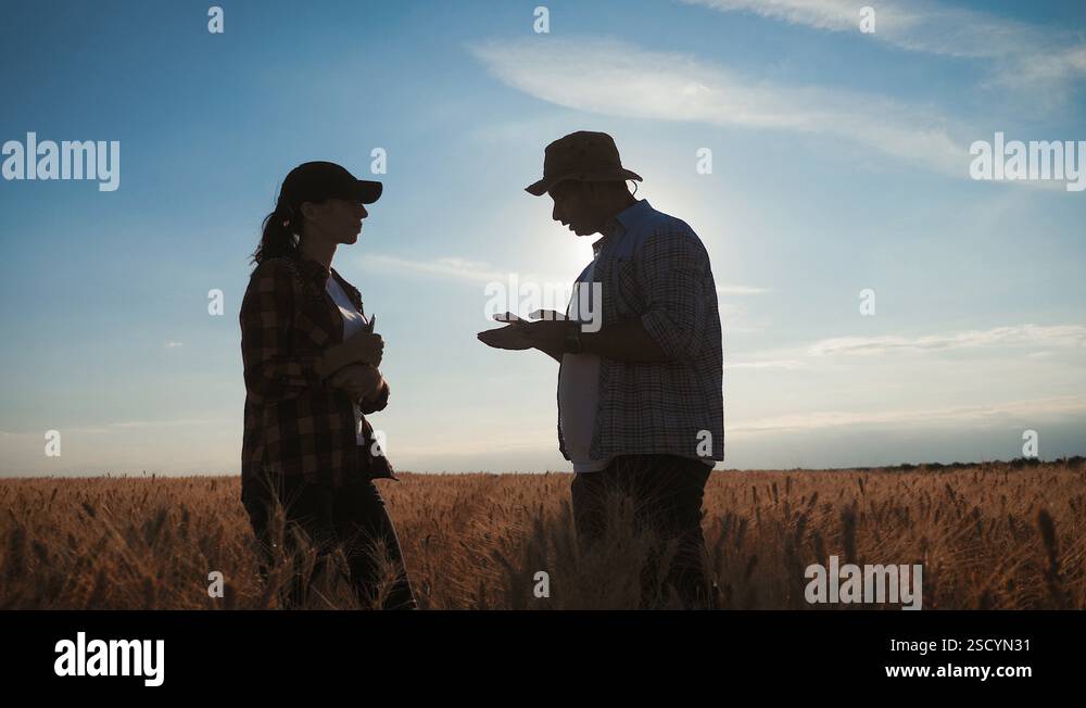 Two farmers talking in a wheat field against blue sky. Team farmers ...