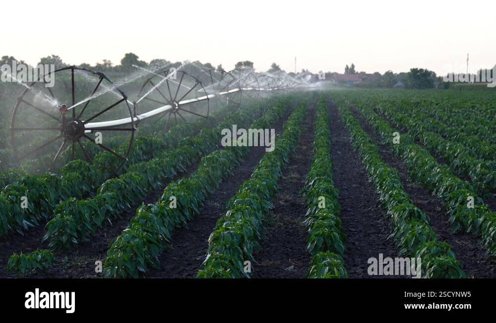 Irrigation System Watering Crops on Farm Field Stock Video Footage - Alamy