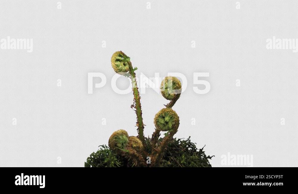 Time-lapse of fern unrolling new fronds, 4K with ALPHA channel Stock ...