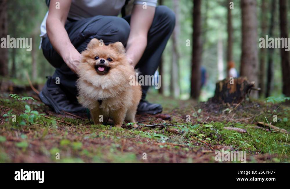 man putting a pomeranian tiny small nano dog on a leash Stock Video ...