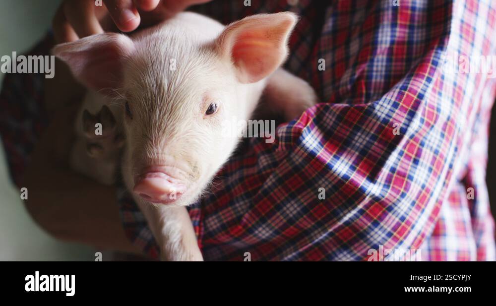 Close up of a farmer is holding in arms and caressing a newborn piglet ...