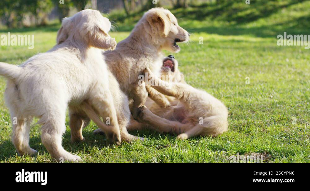 Puppies of pedigreed Golden Retriever dog are playing in a green park ...