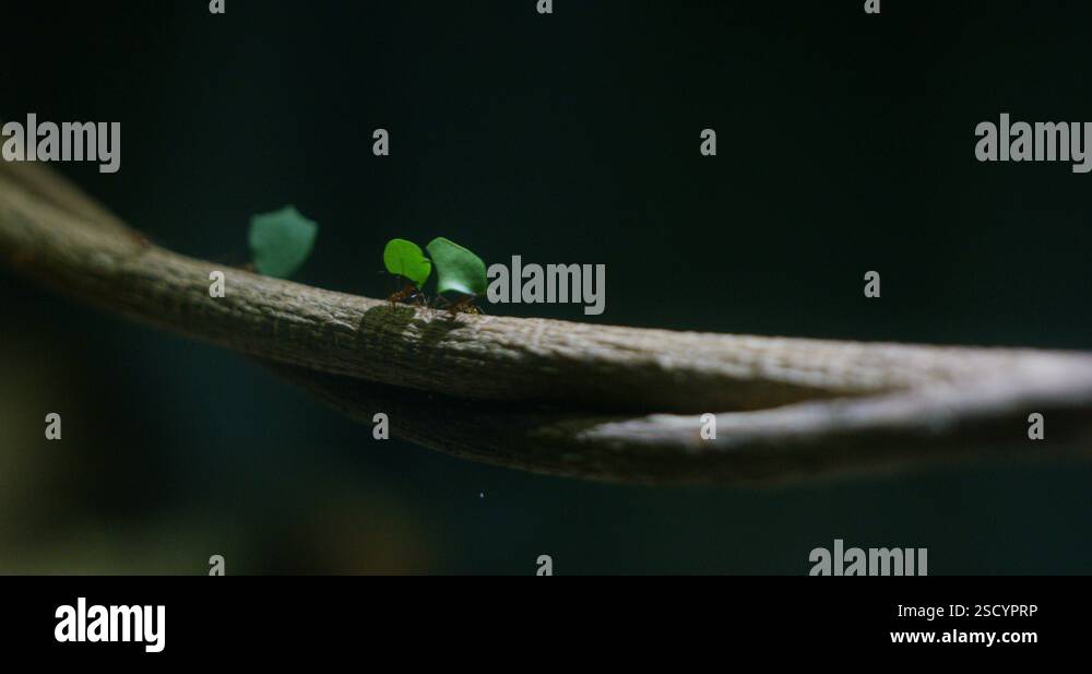 The leaf cutter ants is carrying pieces of leaves along a branch Stock ...