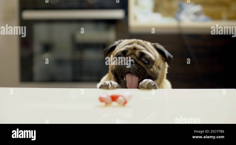 Funny pug dog hunting for a tasty treat. Trying to get goodies. Slow ...