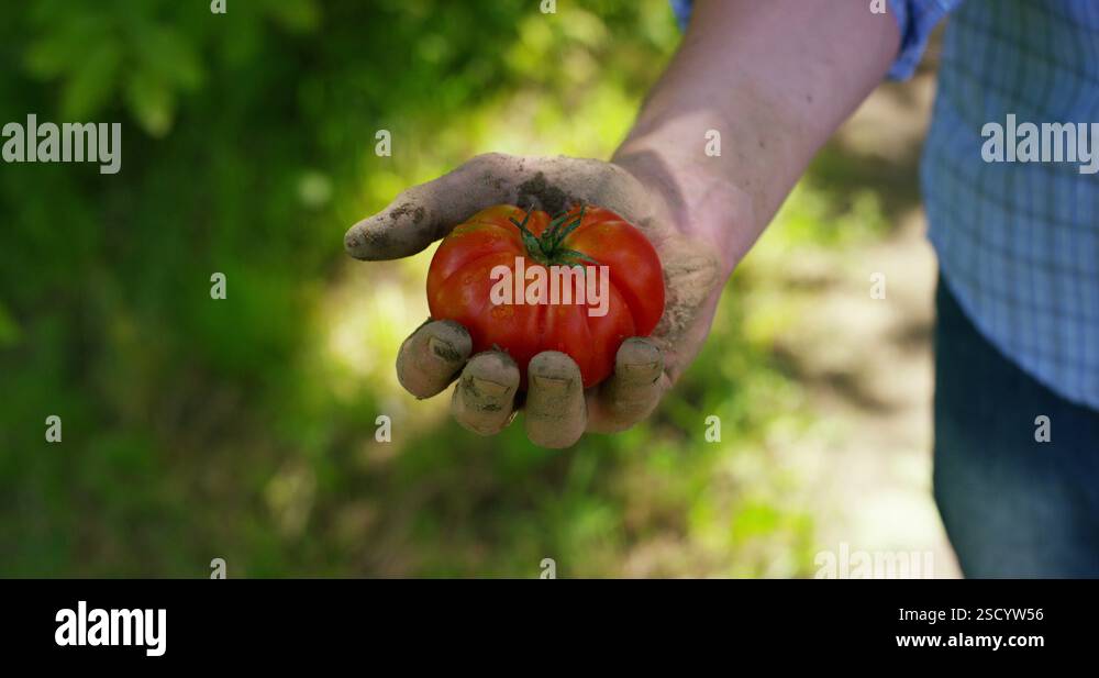 Close up of farmer hands showing a tomato in camera on a nature ...