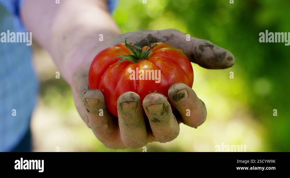 Close up of farmer hands showing a tomato in camera on a nature ...