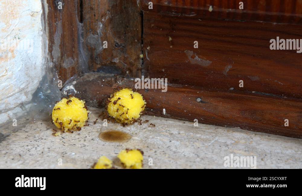 Time lapse of moving ants at home eating yellow toxic poisoned prepared ...