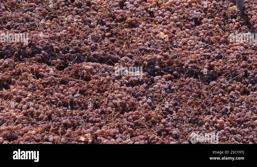 Raisins drying on a typical pasero at sun in Andalusia, Spain Stock ...