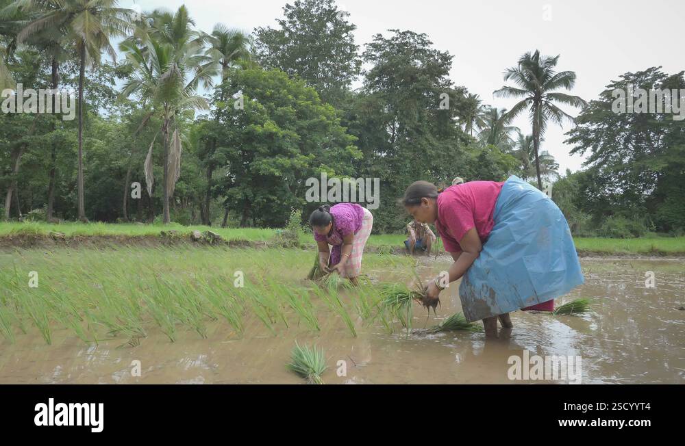 Indian Women farmers transplanting rice seedlings in a paddy field ...