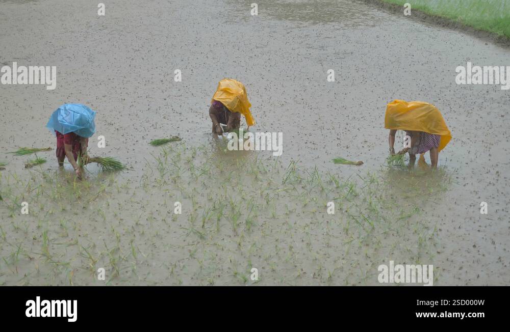 India, Indian Women farmers transplanting rice seedling in a paddy ...