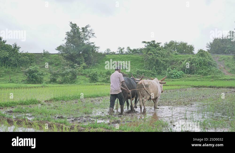 Farmer ploughing field bulls Stock Videos & Footage - HD and 4K Video ...