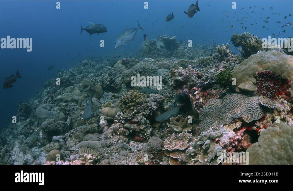 Whitetip Reef Sharks and Trevallies hunting on the edge of a coral reef ...