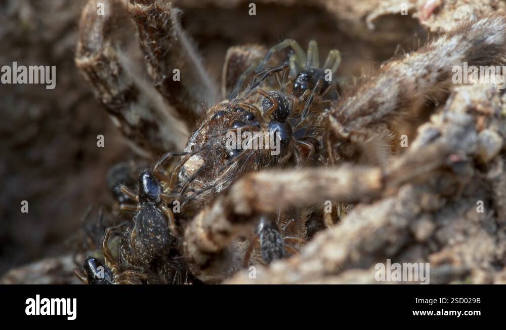 South Russian tarantula wolf spider (Lycosa singoriensis) mother with ...