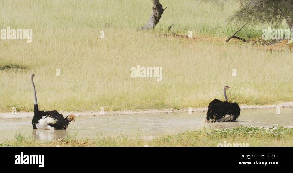 6K Raw - Ostrich - bathing, pair sitting in water, one flapping wings ...