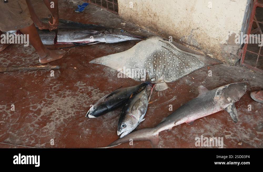 Seller In Market Cuts A Piece Of Freshly Caught Sailfish On The ...