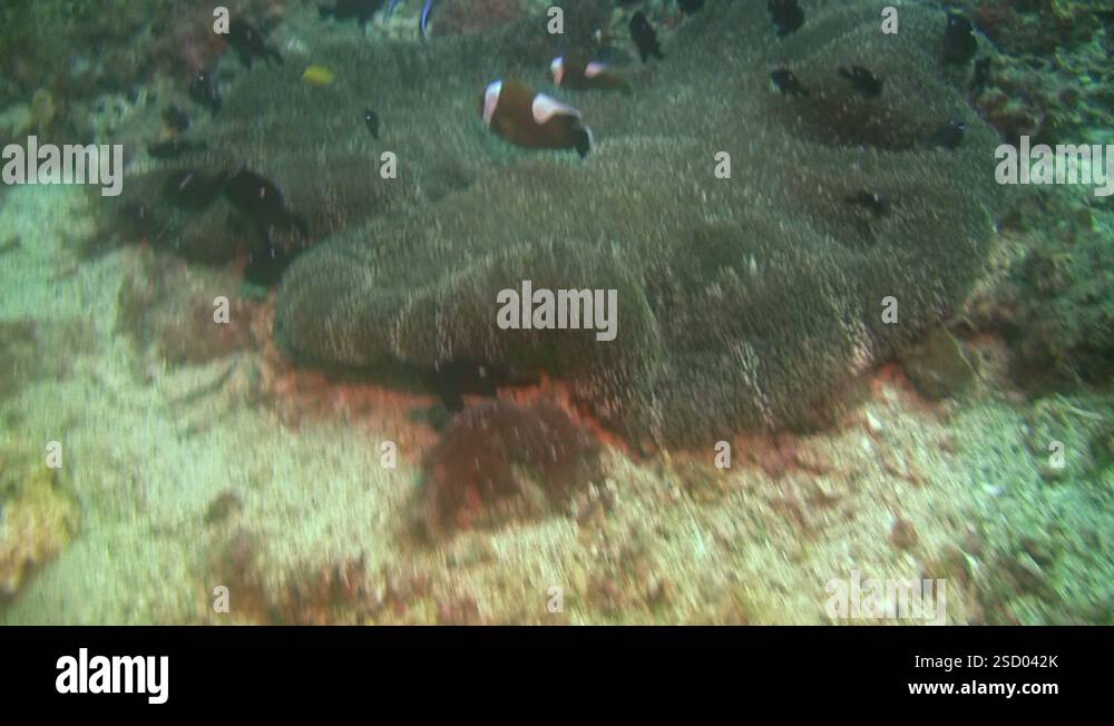 Panda Clown Anemonefish, Amphiprion polymnus on a coral reef i the ...