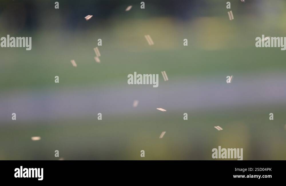 Swarm of insects in the park against the sun, warm summer relaxing day ...