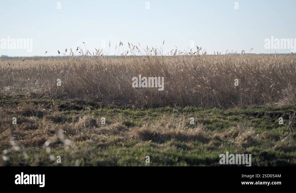 The wind stirs the dry grass, the hummocks overgrown with small green ...