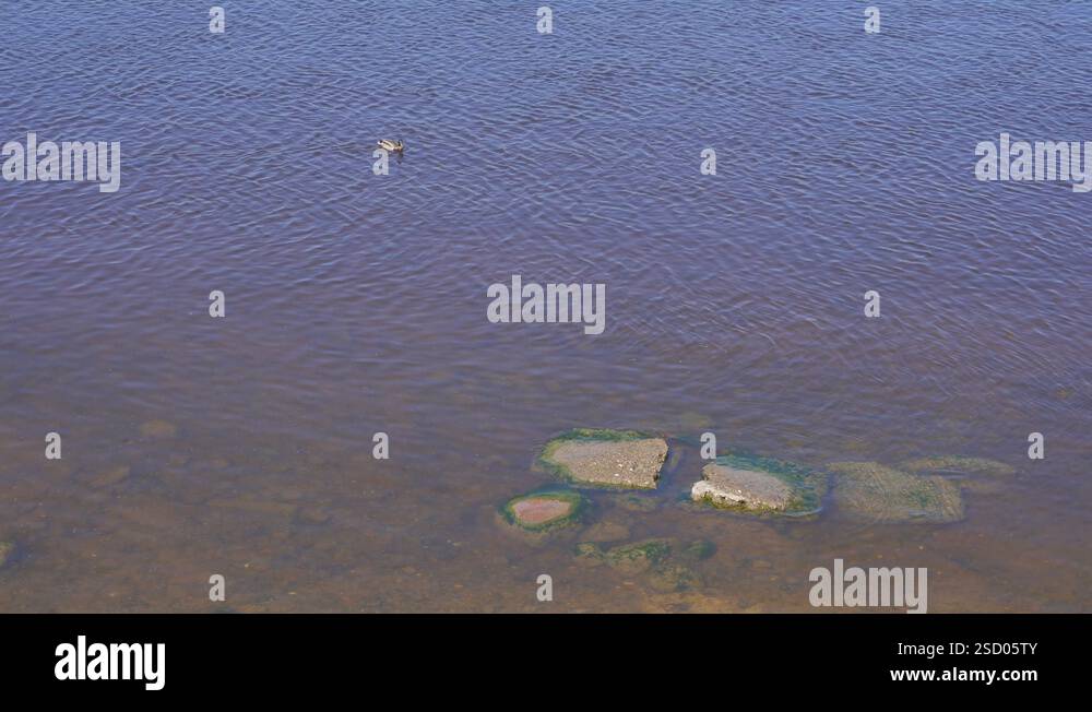 Alone duck on the river Stock Video Footage - Alamy