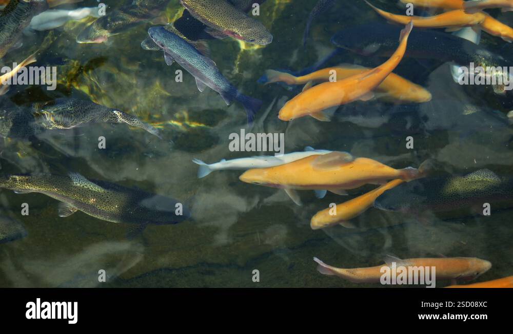 multi-colored, artificially bred trout, white, blue in a pond on a ...