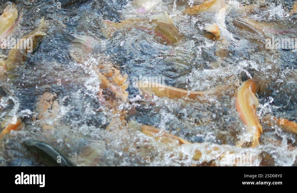 close-up. amber golden trout. fish floating freely in water at a fish ...