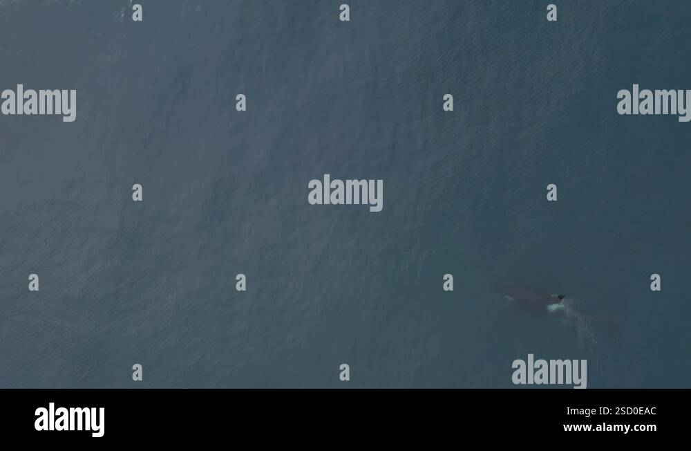 Aerial View From The Keller whales Orca on the coast Kamchatka ...