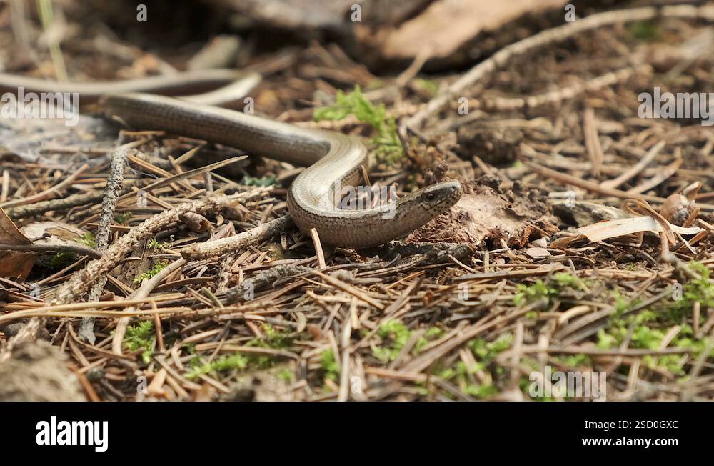 Animals in the wild Reptile Snake in European forest, grass snake ...