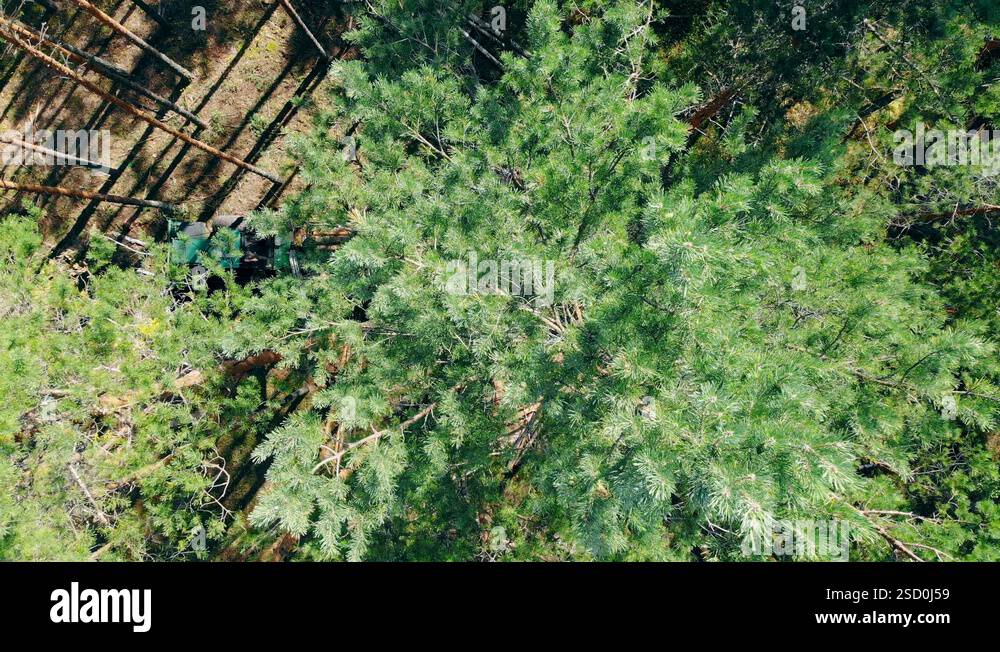 Modern tractor piles tree trunks. Deforestation and logging concept ...