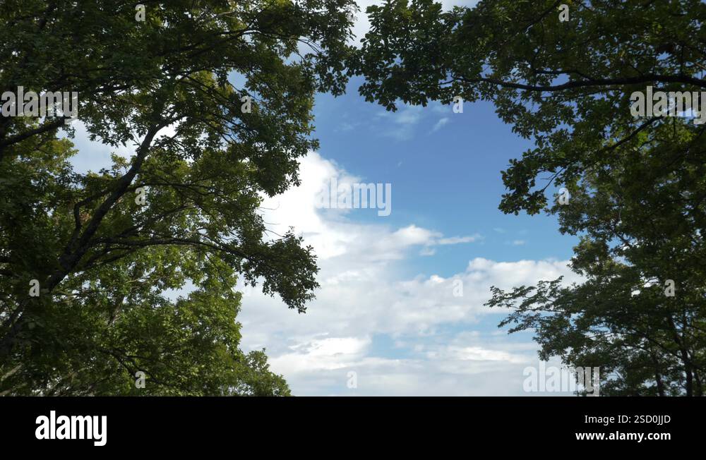 bottom up view of green foliage and blue sky in the forest. copy space ...