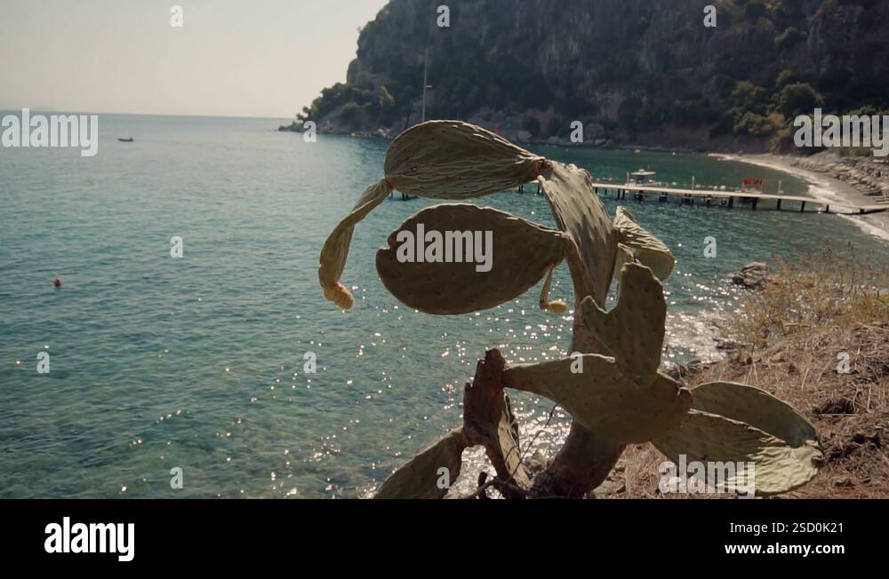 Mediterranean Flora Near Mountain Seashore.Beautiful Mediterranean ...