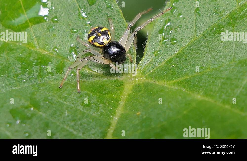 Black jumping spider Stock Video Footage - Alamy