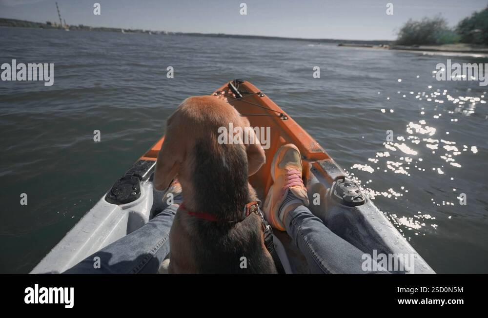 Beautiful dog Beagle in a collar floating on the sea on a kayak with a ...
