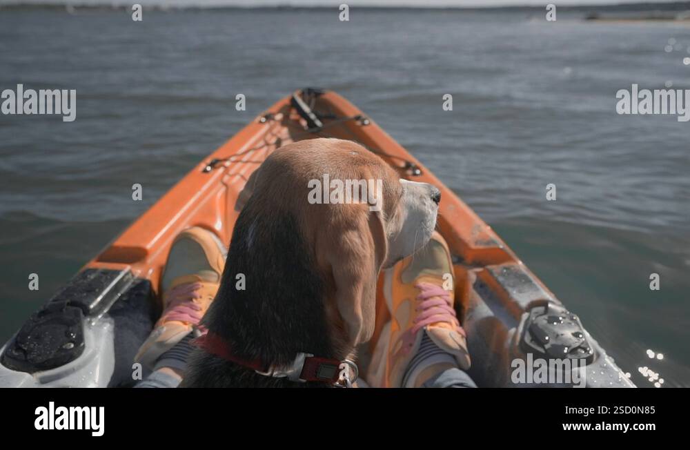 Beautiful dog Beagle in a collar floating on the sea on a kayak with a ...