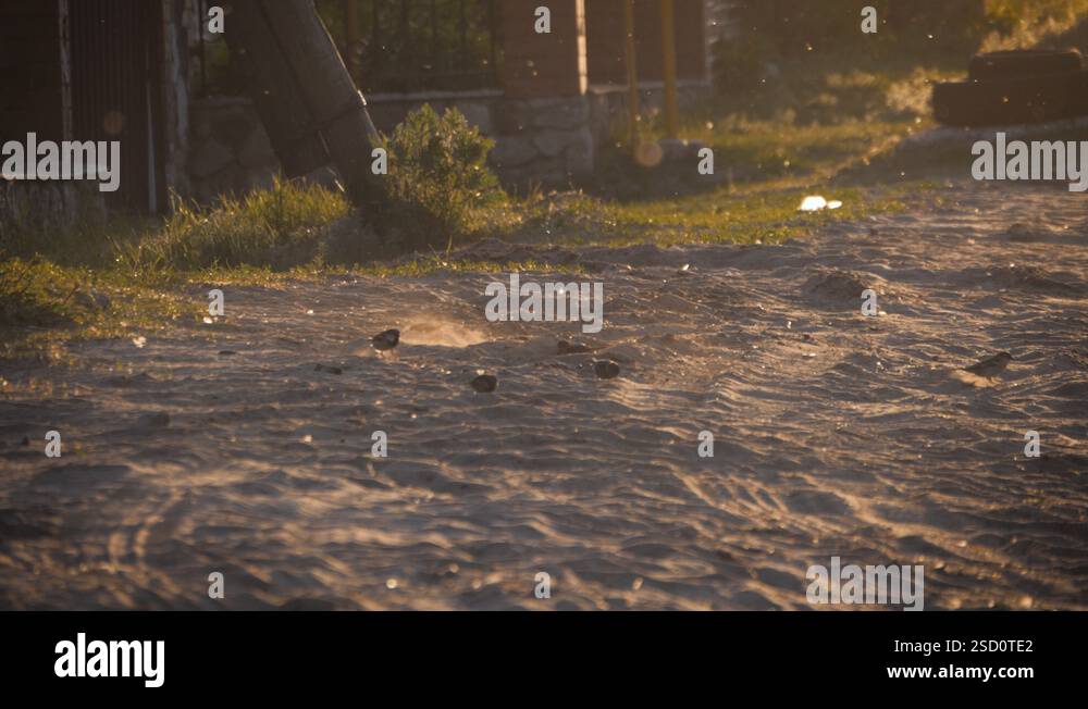 Sparrow taking a bath with sand. The sparrow lies in the sand. Bird dig ...
