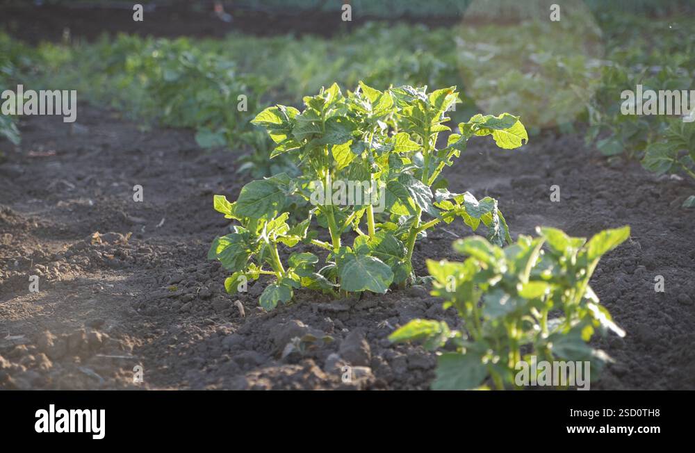 Green field of potato crops. Potato field on a sunny summer day ...