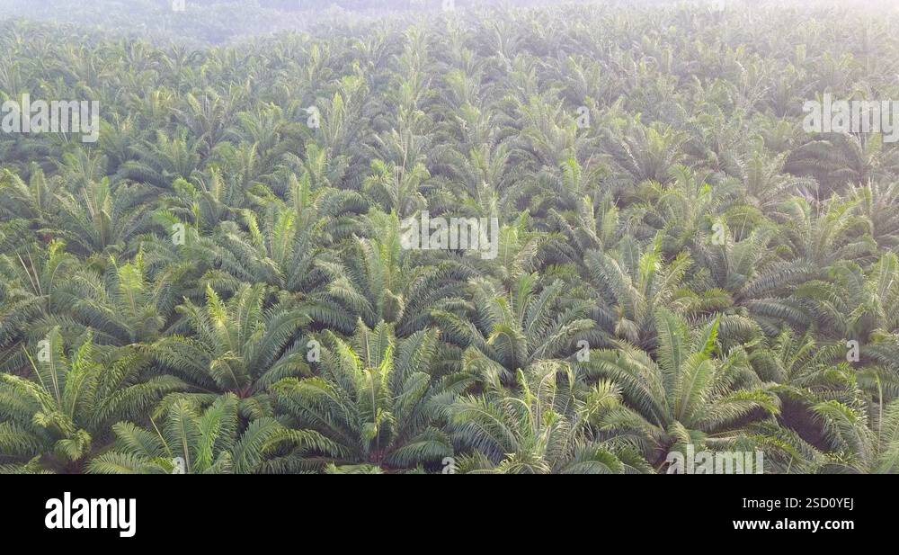 4K Aerial footage of Palm Tree Plantation in South East Asia Stock ...