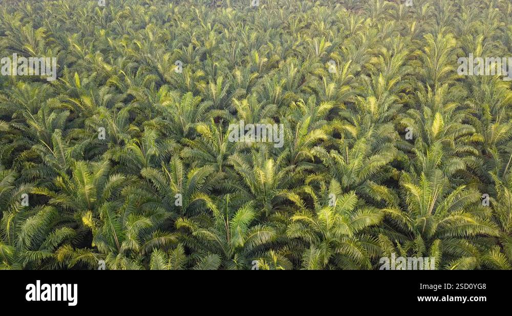 4K Aerial footage of Palm Tree Plantation in South East Asia Stock ...