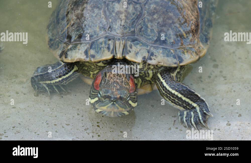 Two colorful turtles with spotted shells are moving on a sandy beach in ...
