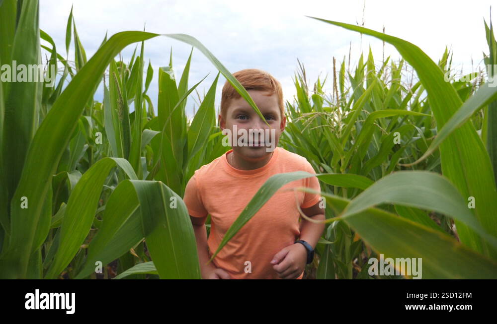 Close up of cute little red-haired boy running through corn field Stock ...