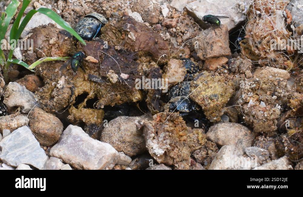 dung beetle, Geotrupidae, beetles, Coleoptera, underground Stock Video ...