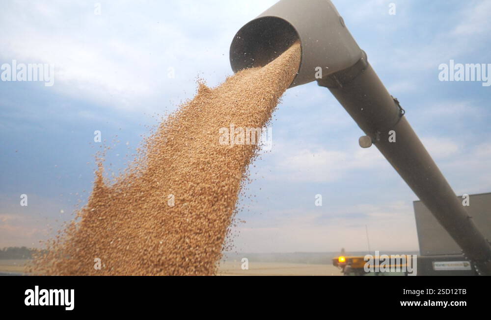 Combine loading wheat grain in truck at evening. Kernels falling from ...