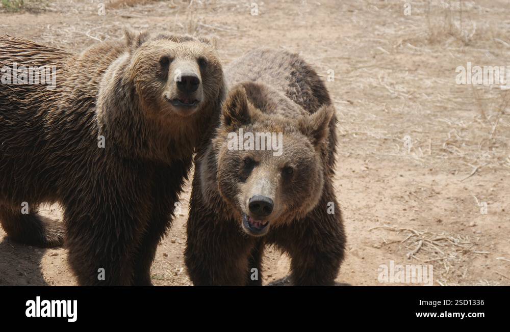 Two brown bears are standing and playing together on a sandy beach in ...