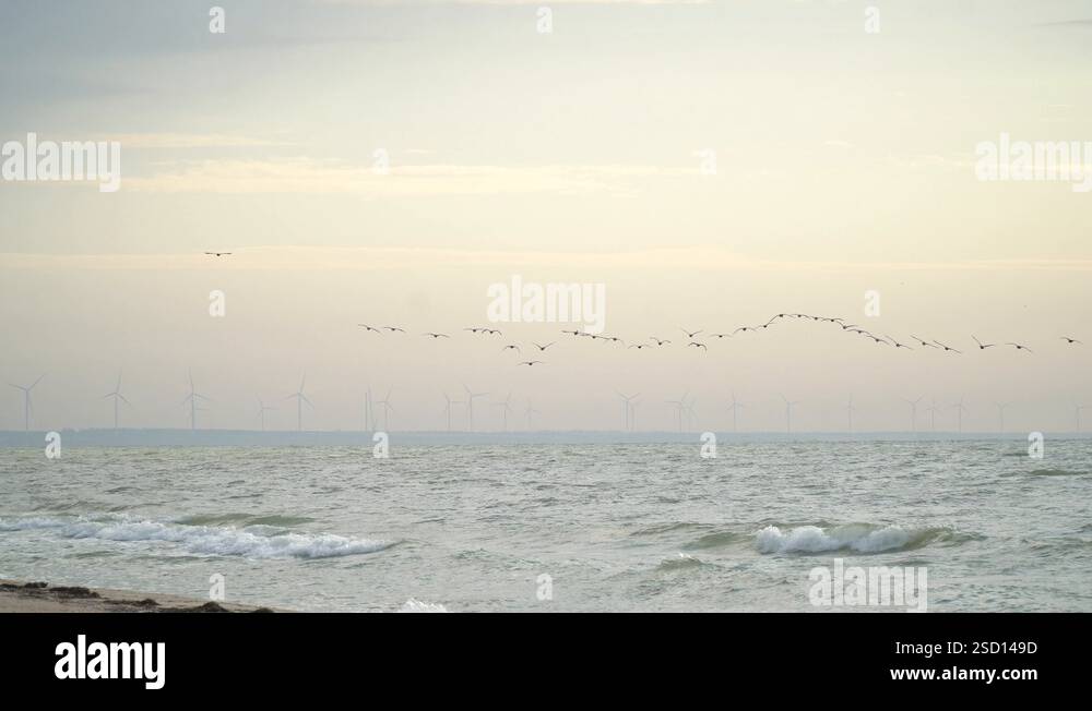 Flock of birds is flying above the sea and lots of wind turbines along ...