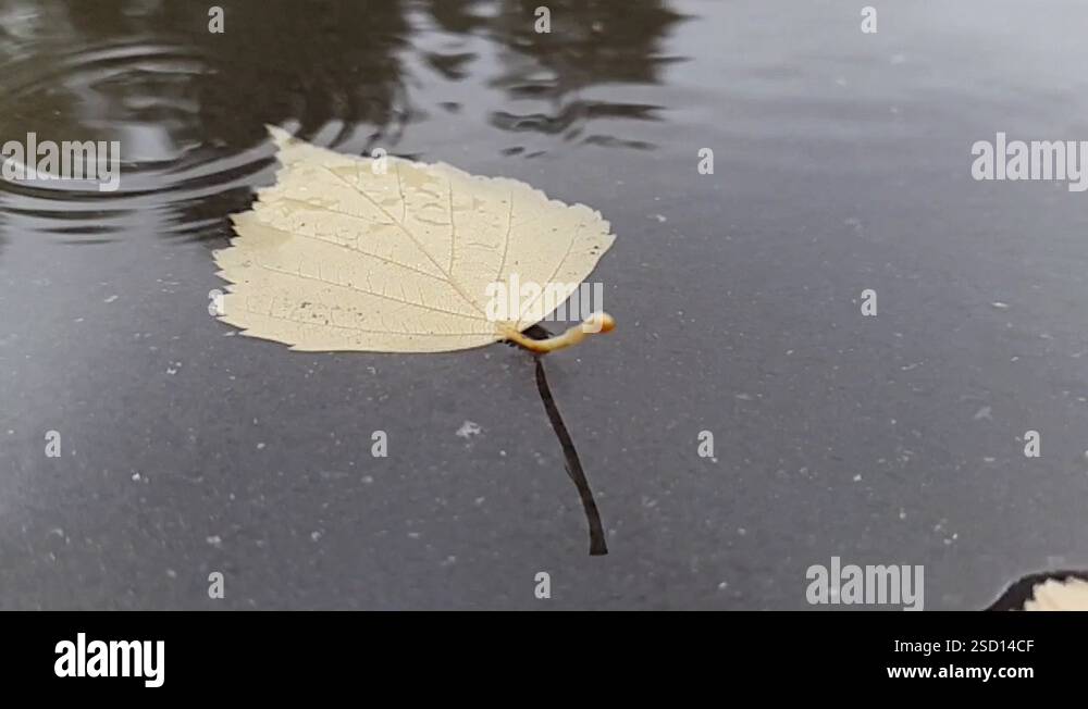 raindrops fall into a puddle on an autumn day, super slow 960 fps Stock ...