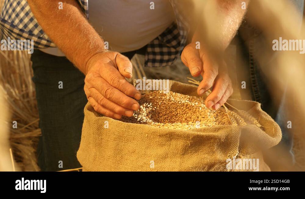 Farmer's hands pour wheat grains in a bag with ears. Harvesting cereals ...