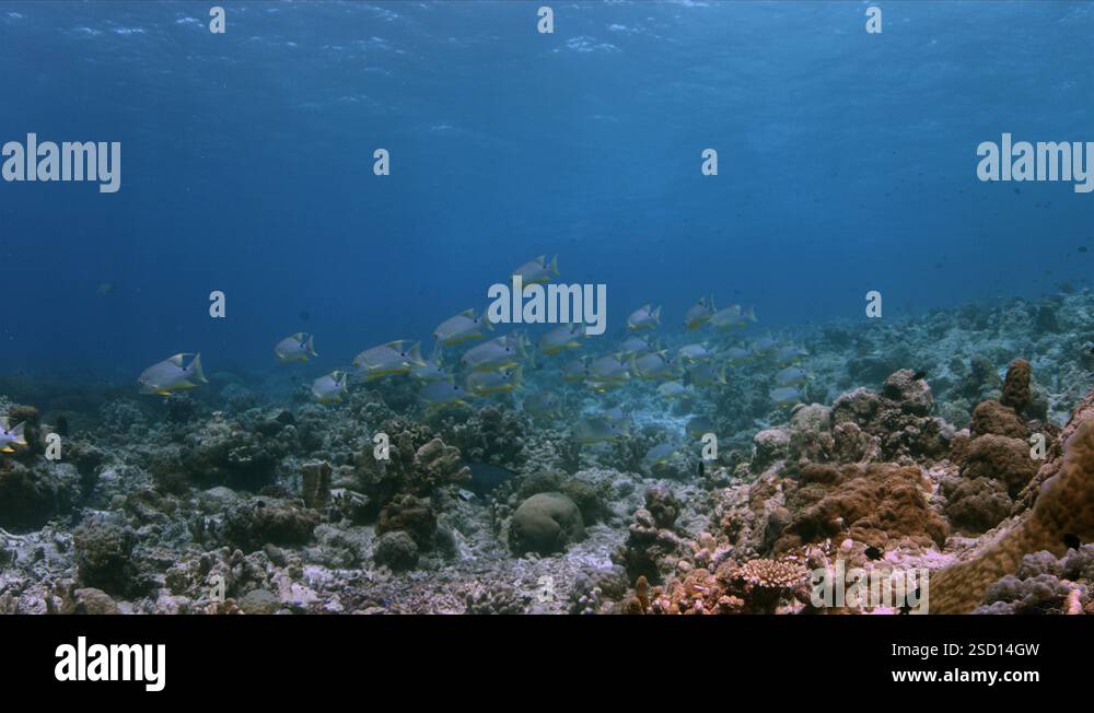 Sailfin Snapper on a coral reef 4k Stock Video Footage - Alamy