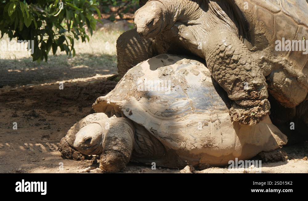 Two giant brown turtles are pairing in a public zoo on a sunny day in ...