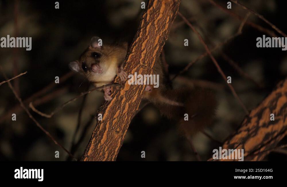 Edible dormouse on a branch defecating night time glis glis wild life ...