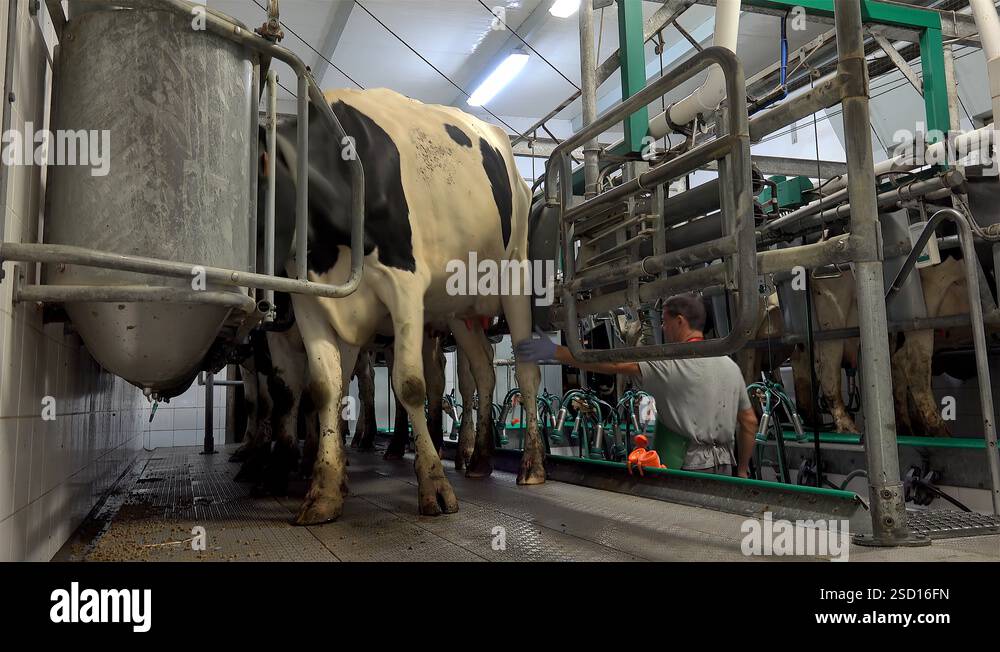 Milker is moving a row of cows from the holding yard into the milking ...